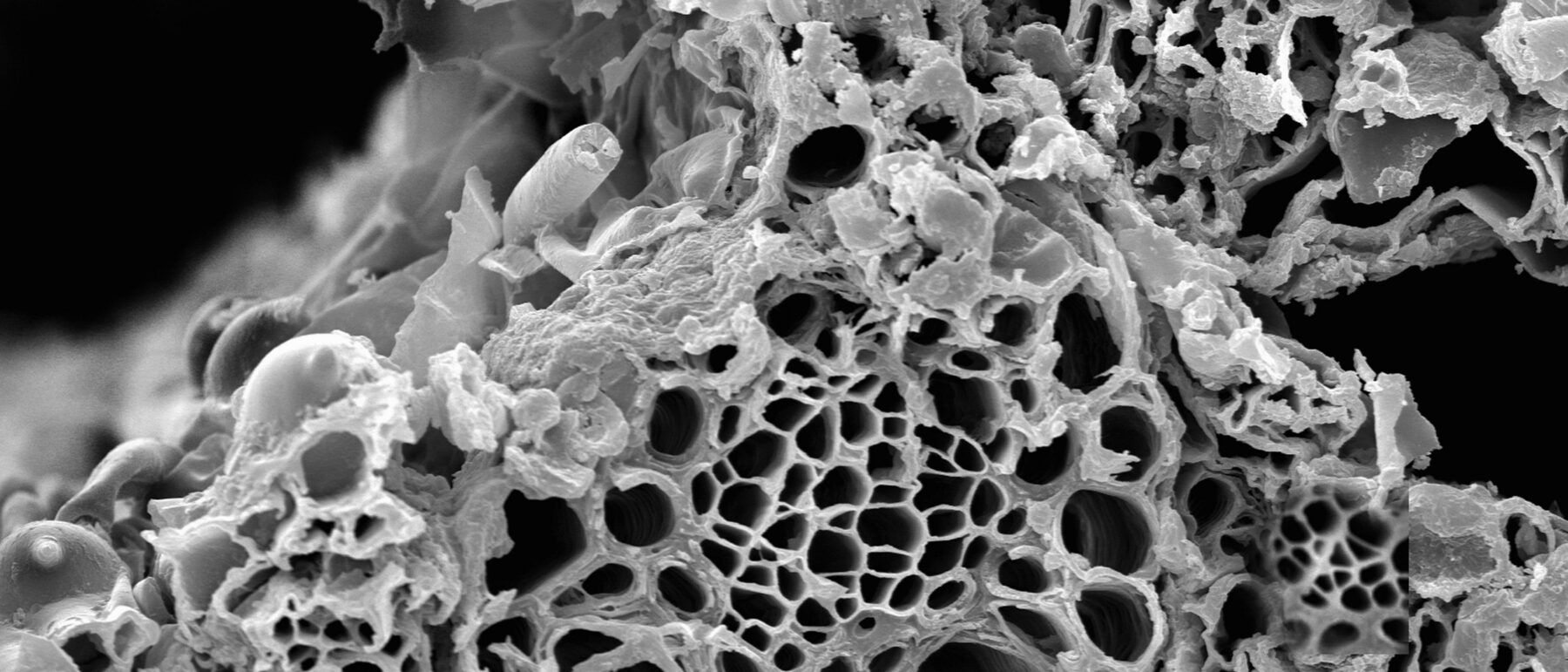 Successful success stories: inspiration for your business - Pyramid ...